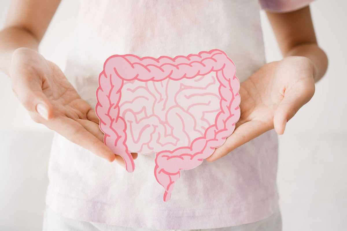 Best Supplements for Gut Health: What to Take (and When) – Let Loose